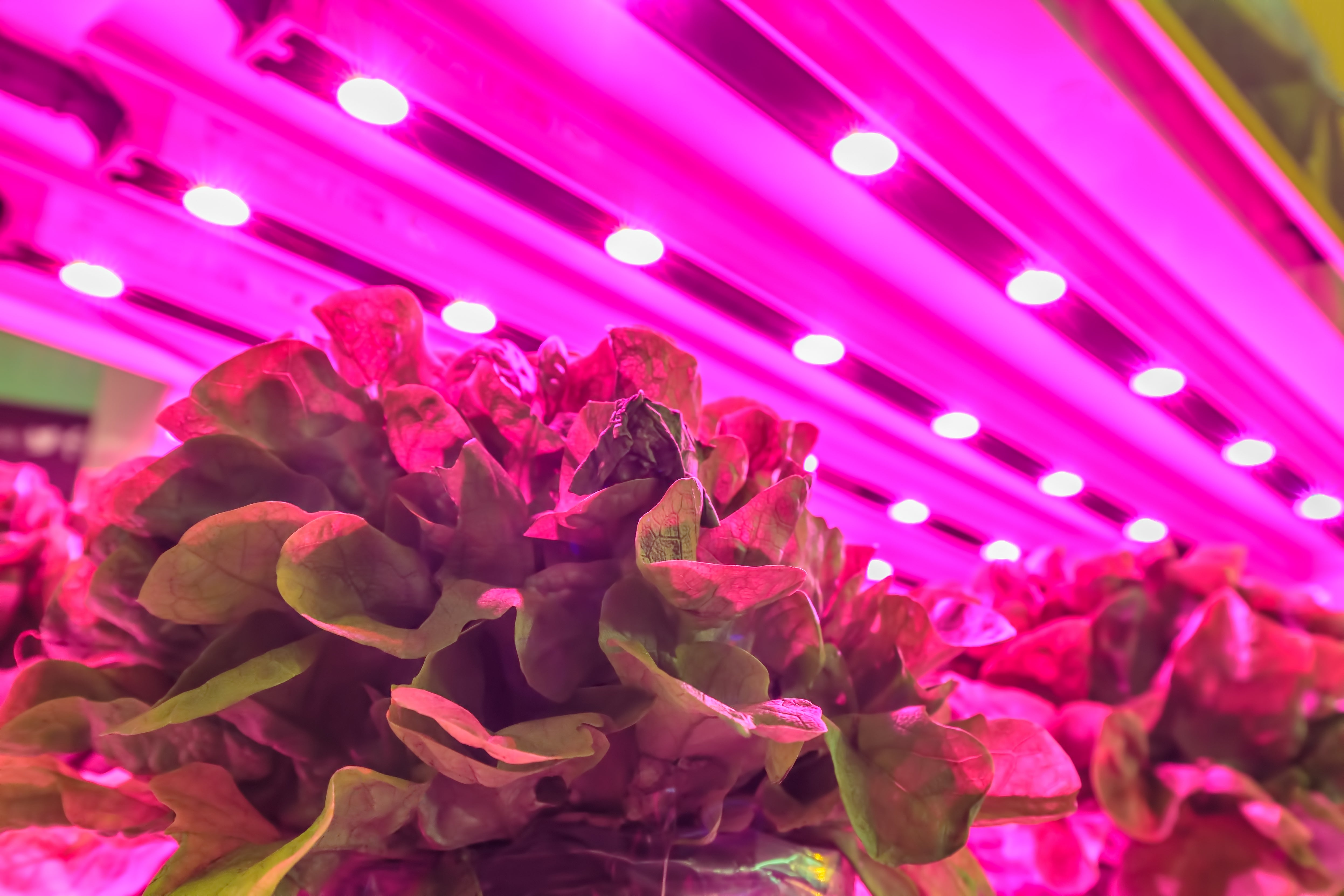 What is a Blurple Grow Light? And Why Use One? – Proponics