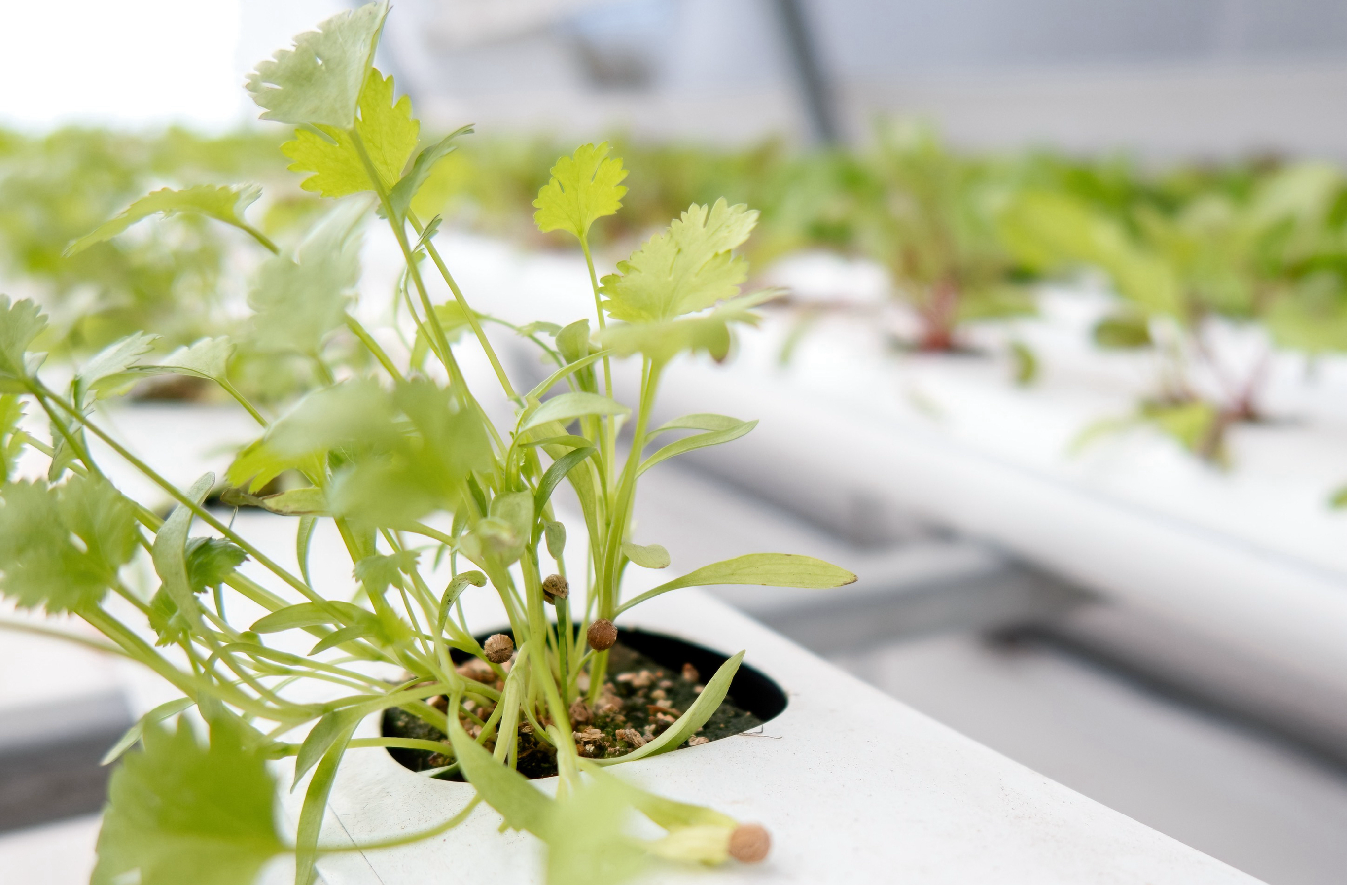 Easy Hydroponic Coriander at Home – Proponics