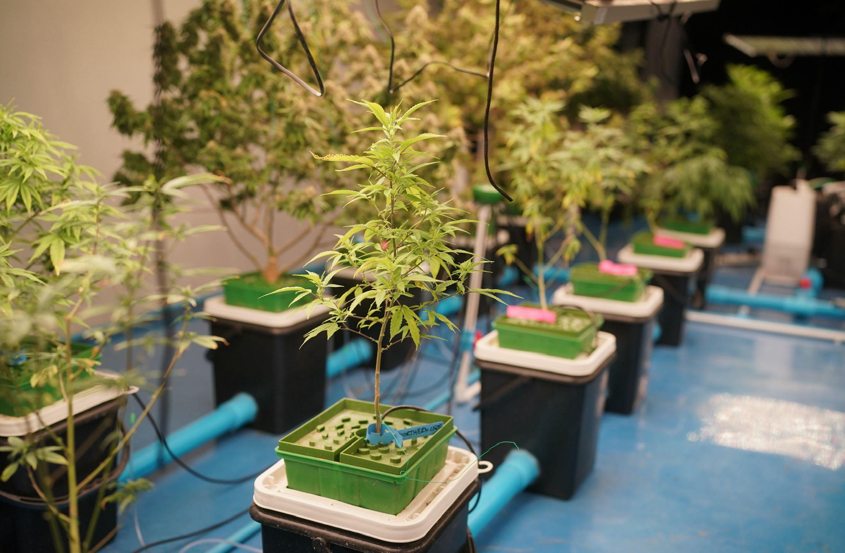 Dutch Bucket Hydroponics Explained – Proponics