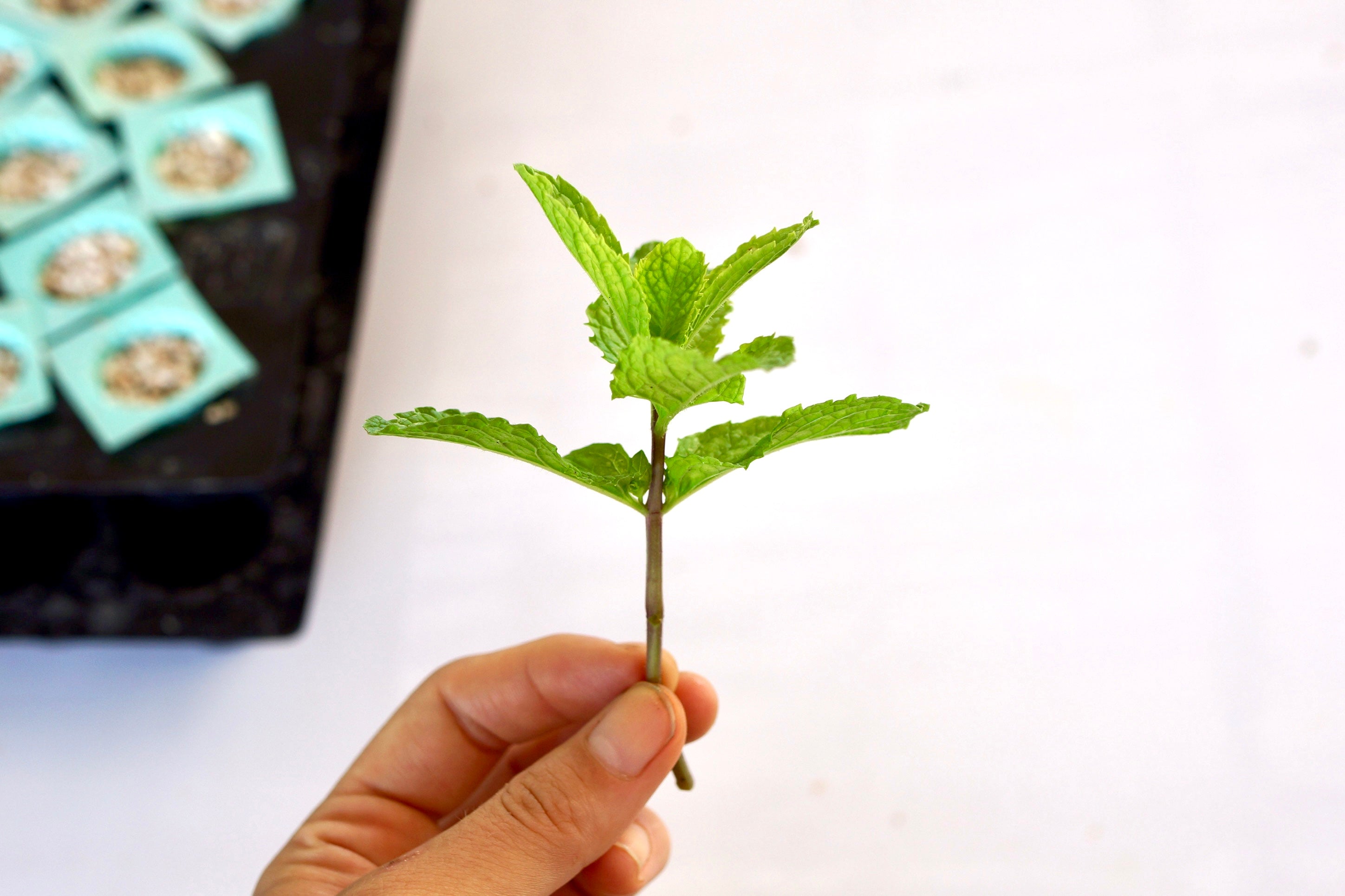 How to Clone a Plant - A General Guide – Proponics