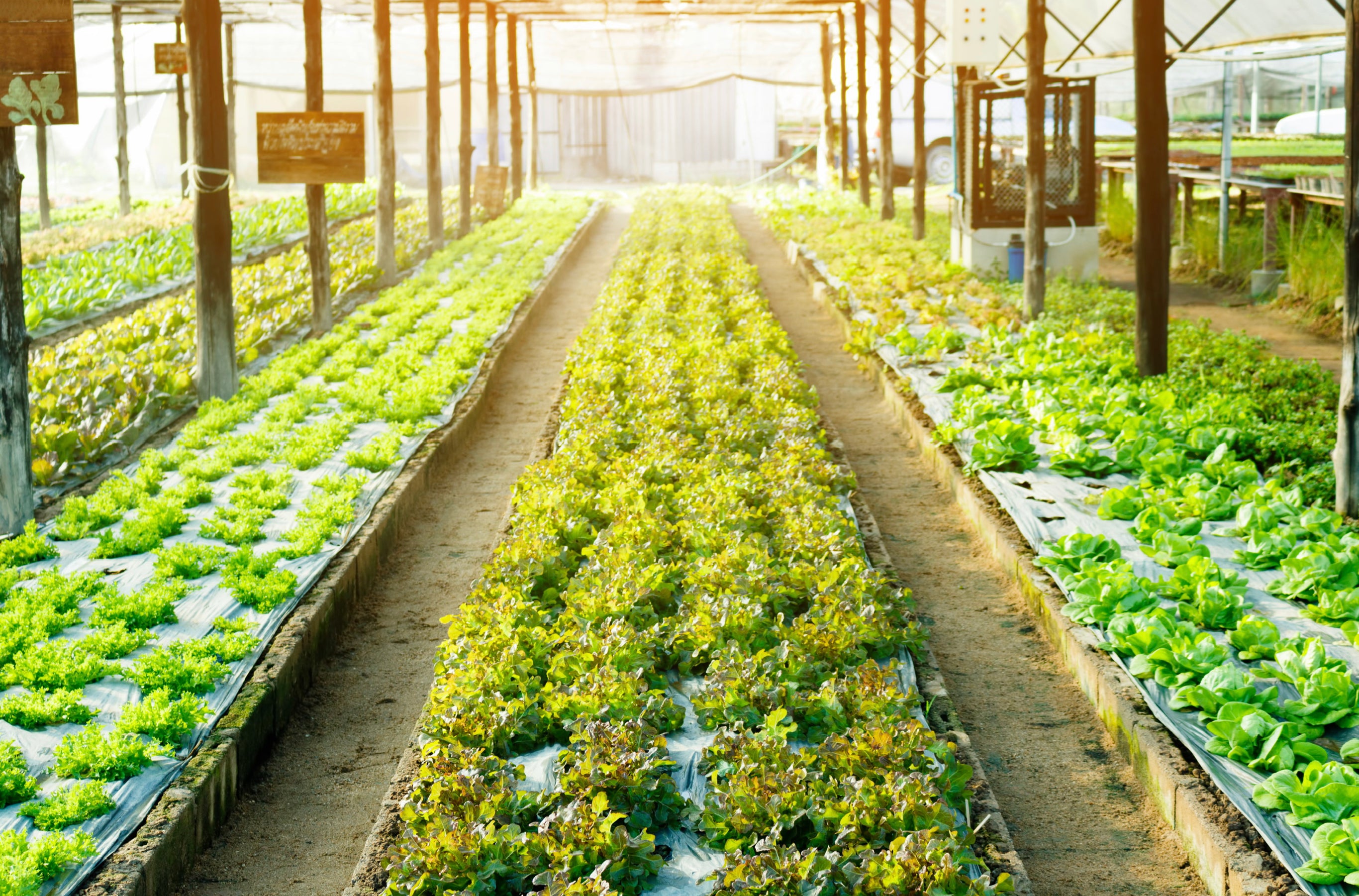 Hydroponic Crop Selection: An Easy Guide – Proponics