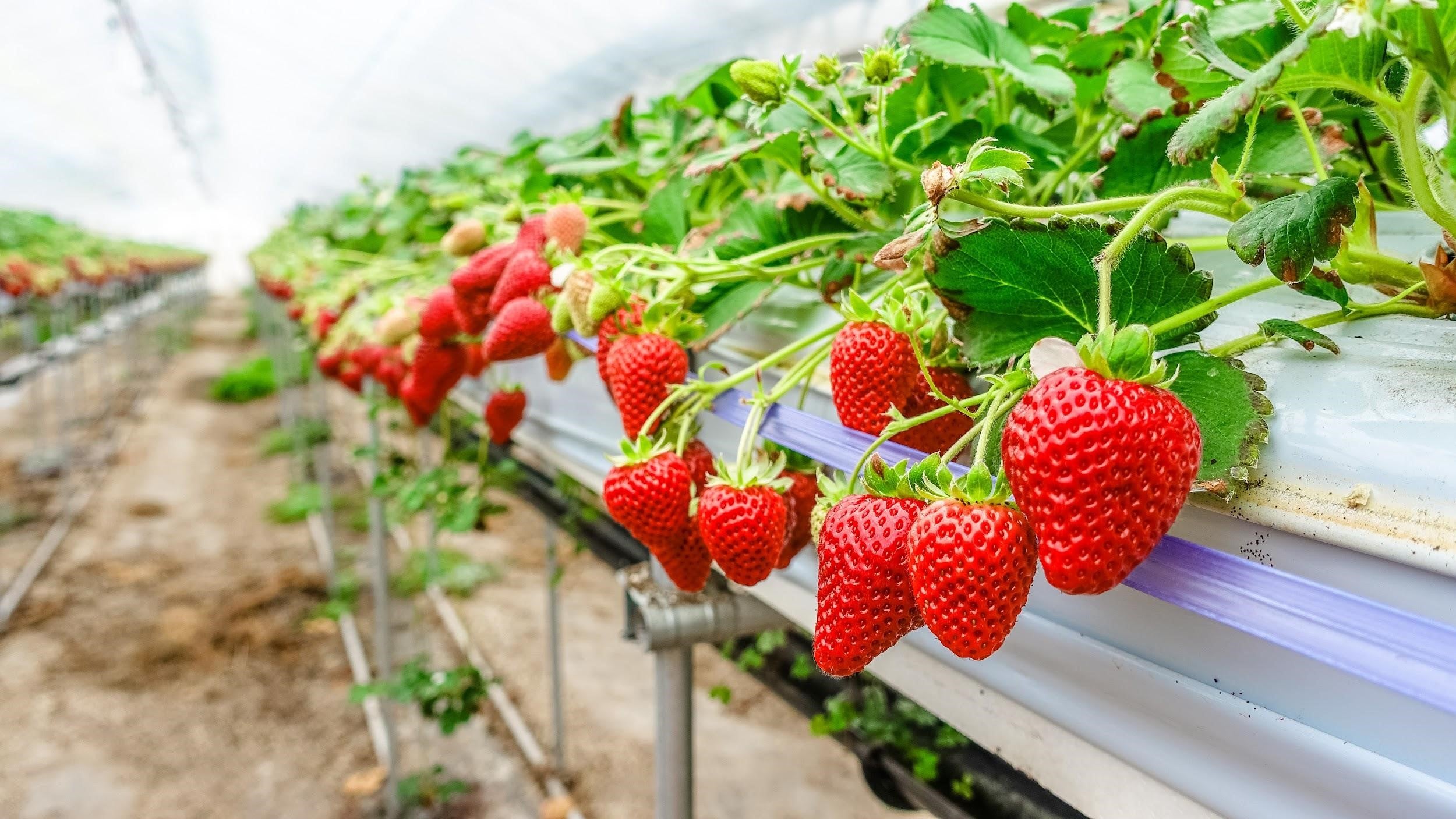 Hydroponic Strawberry Growing Guide