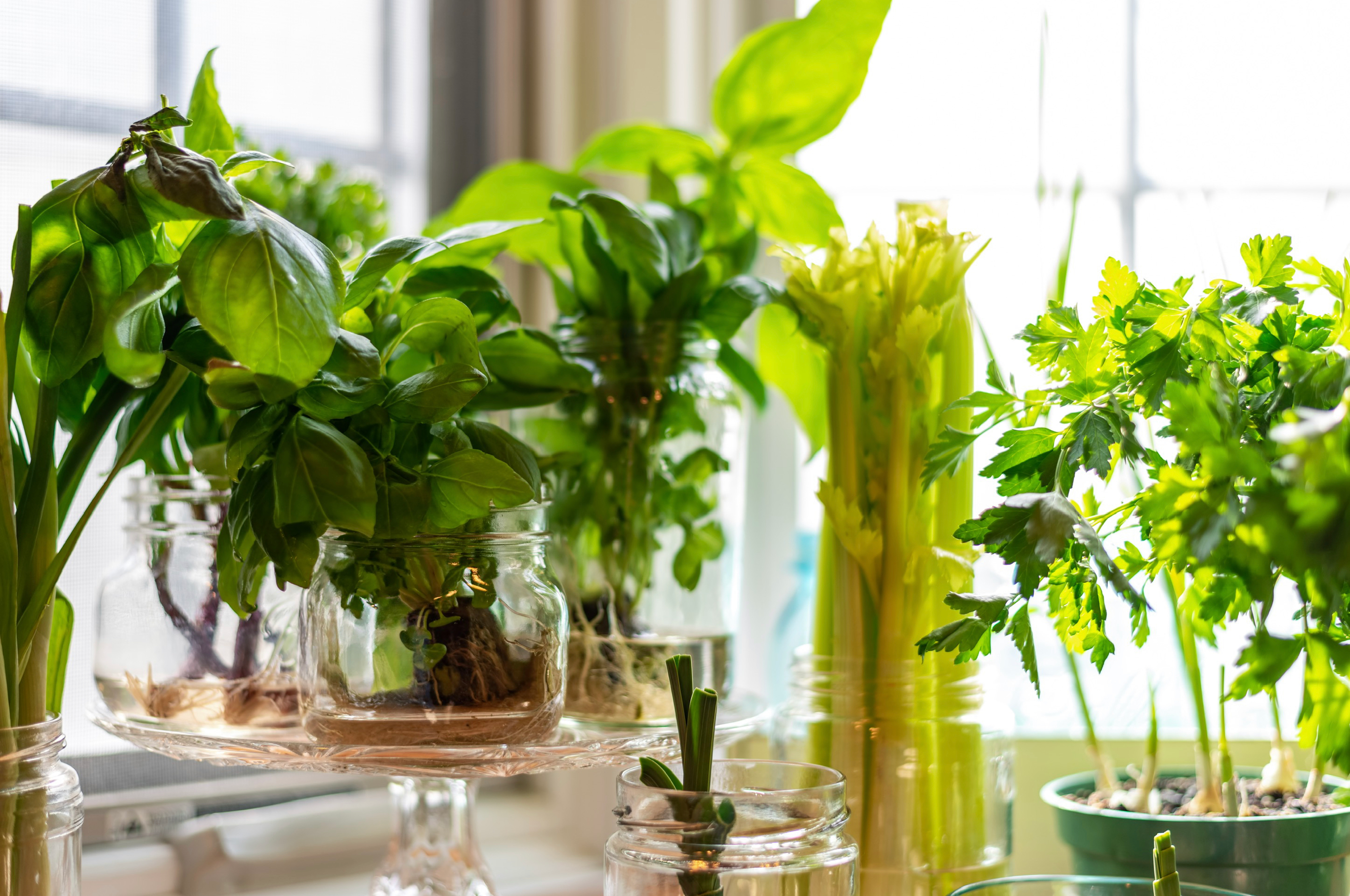 The Kratky Method of Hydroponics Explained and How to Build – Proponics